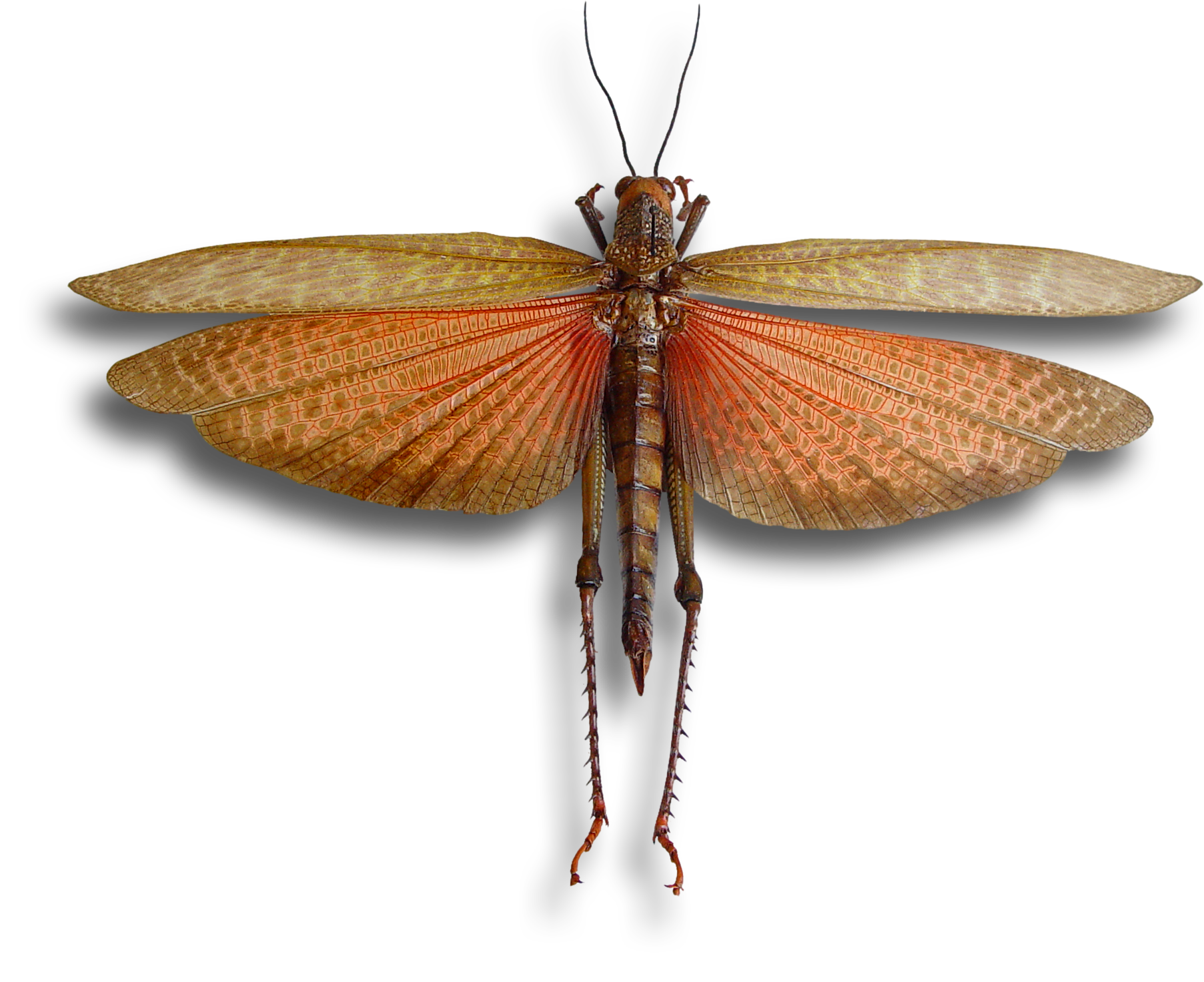 Past Programs | Connecticut State Museum of Natural History